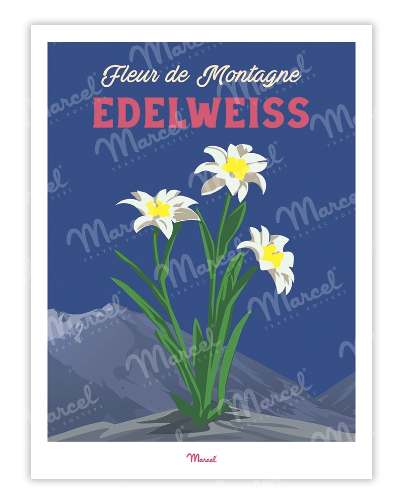 Affiche Travel Color "Edelweiss des montagnes"- Marcel Travel Posters